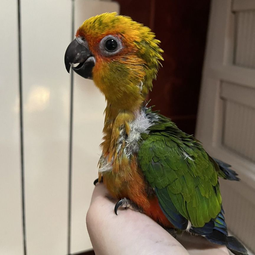 Попугай выкормыш аратинга