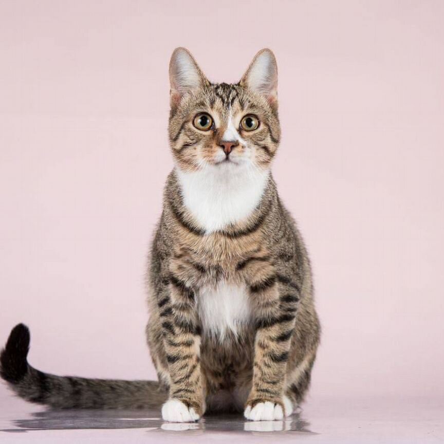 Тигруша ищет семью