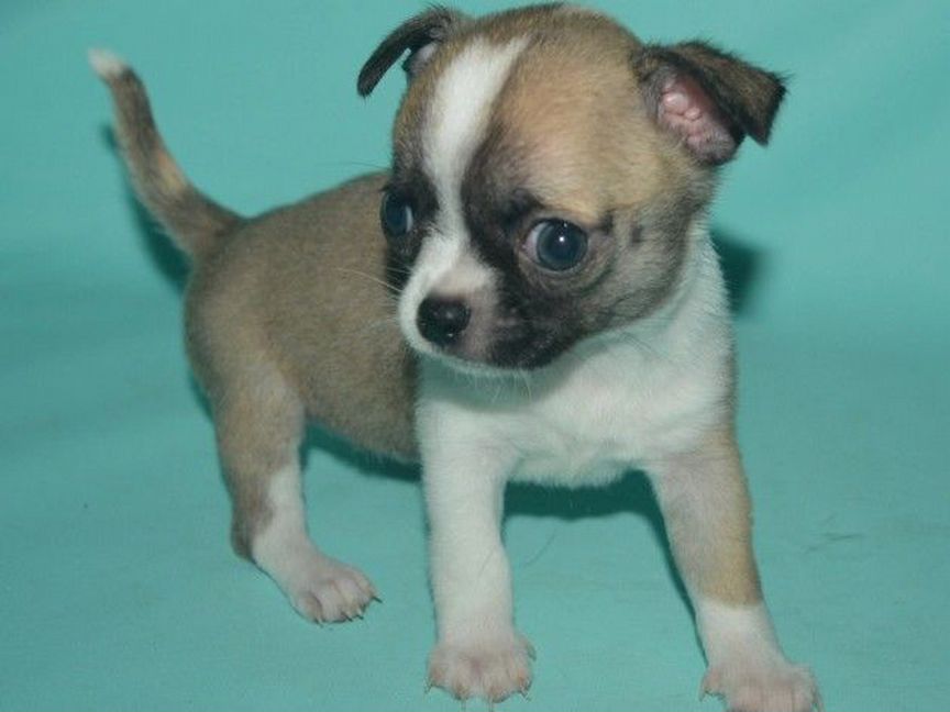 Мини девочка чихуахуа