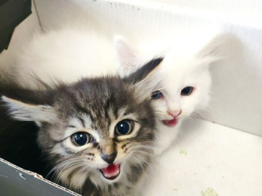 Котята в добрые руки