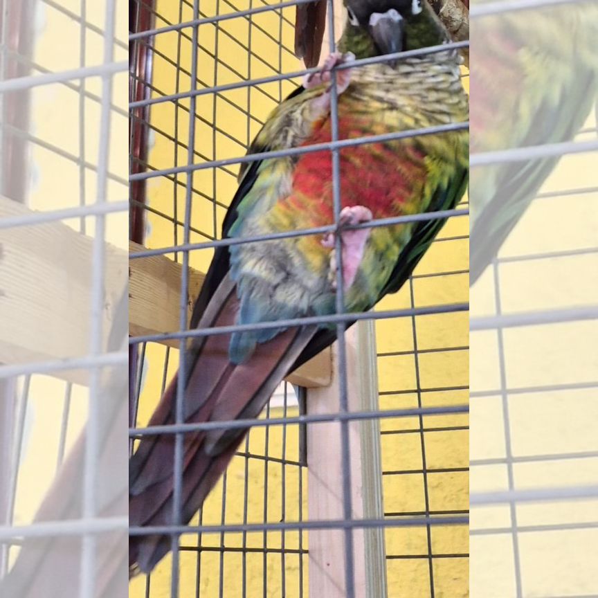 Попугай пиррура