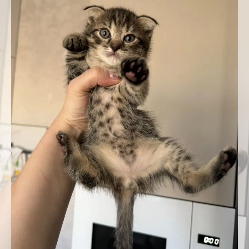 Шотландский вислоухий длинношёрстный котёнок