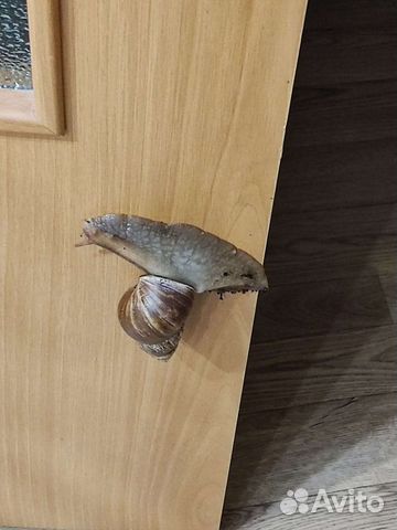 Улитки ахатины