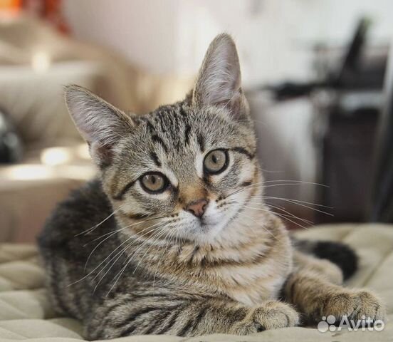 Котенок камышового окраса