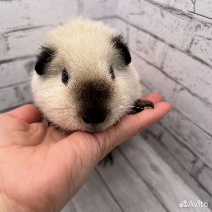 Морская свинка Тедди, мальчик california