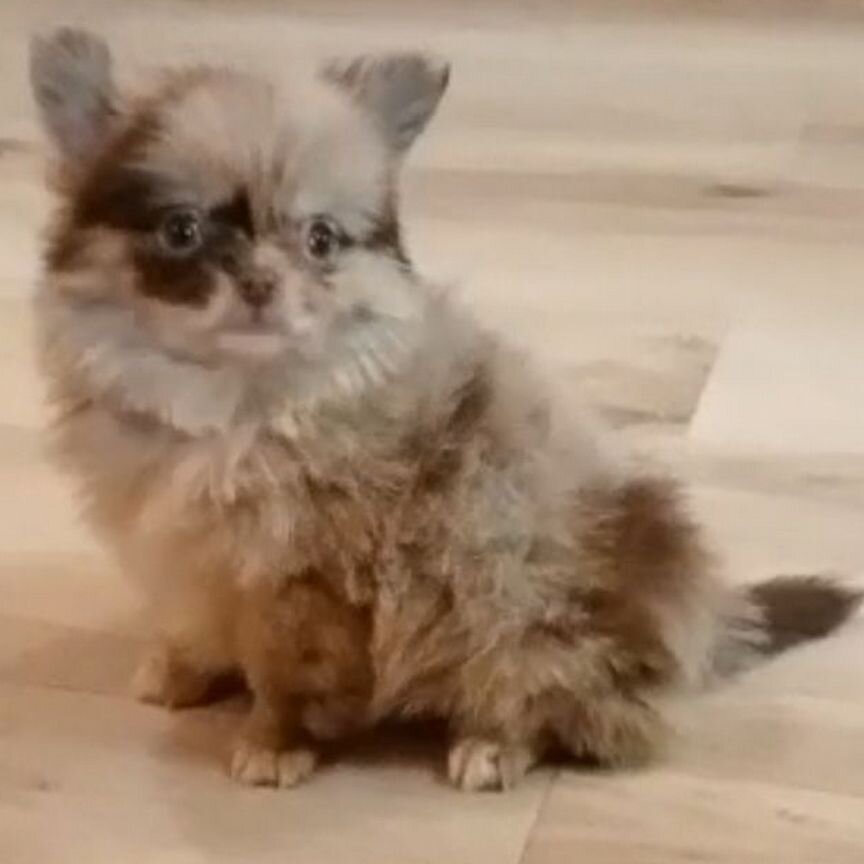 Чихуахуа мальчик