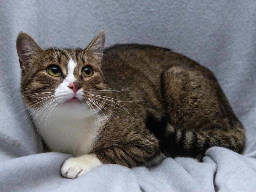 Антошка домашний котик