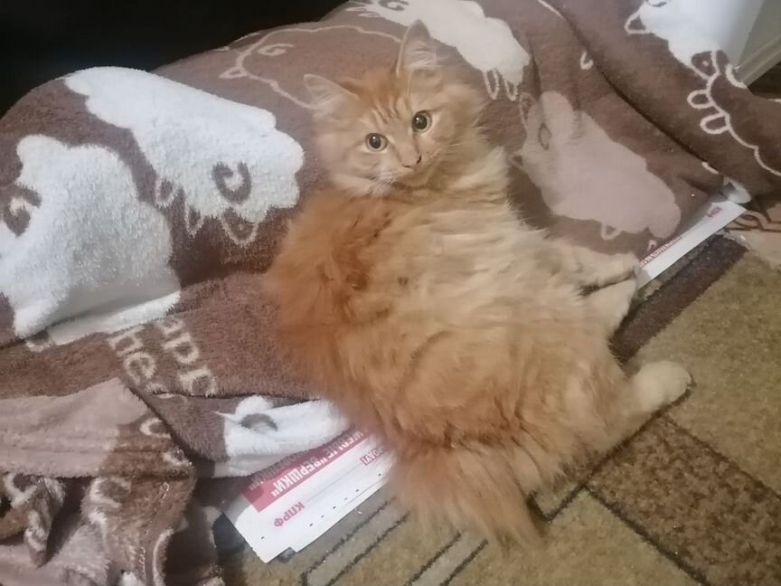 Курильский бобтейл кошечка