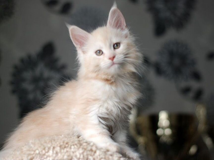 Мейн-кун котенок кот