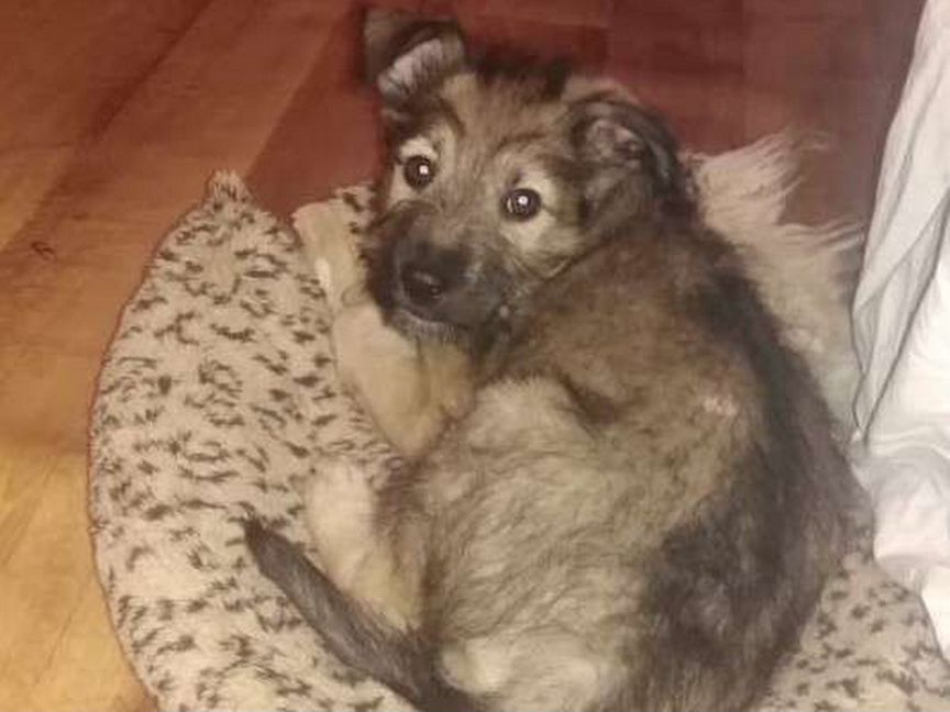 Кнопочка ищет семью