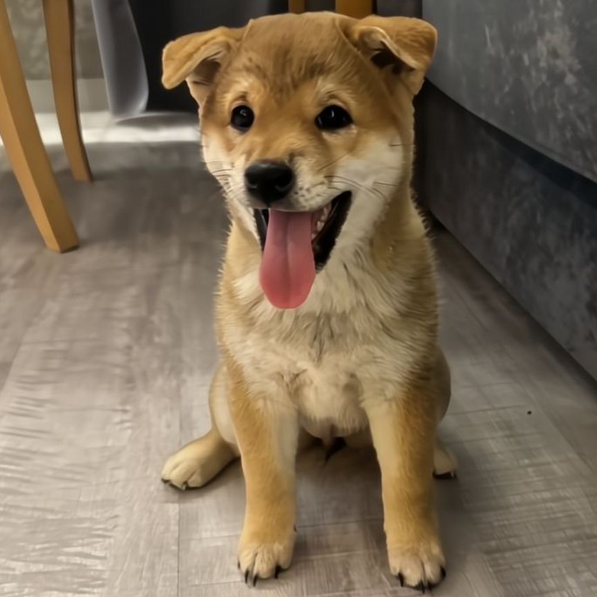 Сиба-ину, щенок