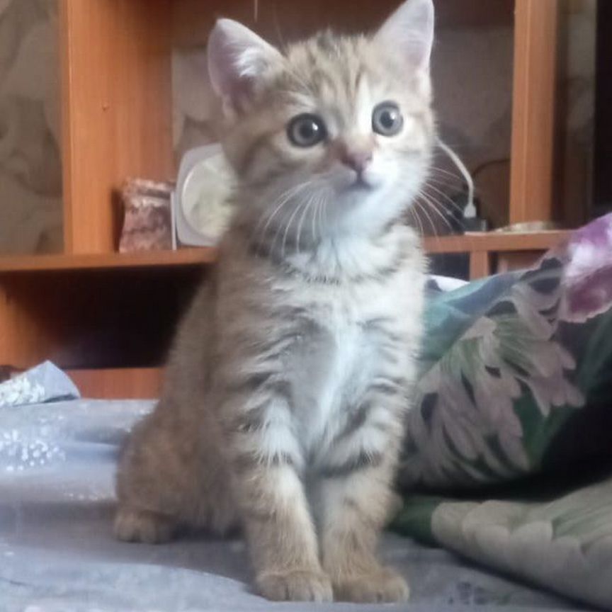 Котенок девочка