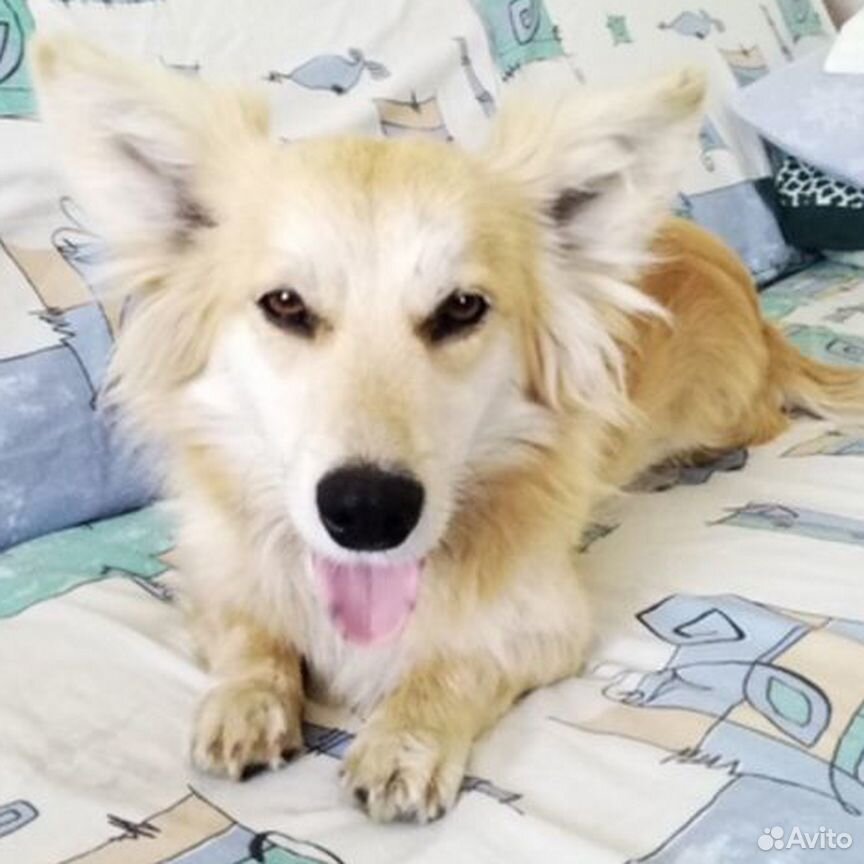 Маленькая собачка