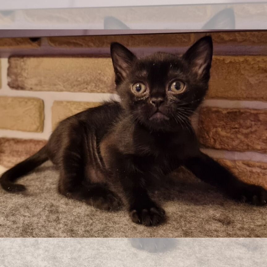 Бомбейский котёнок