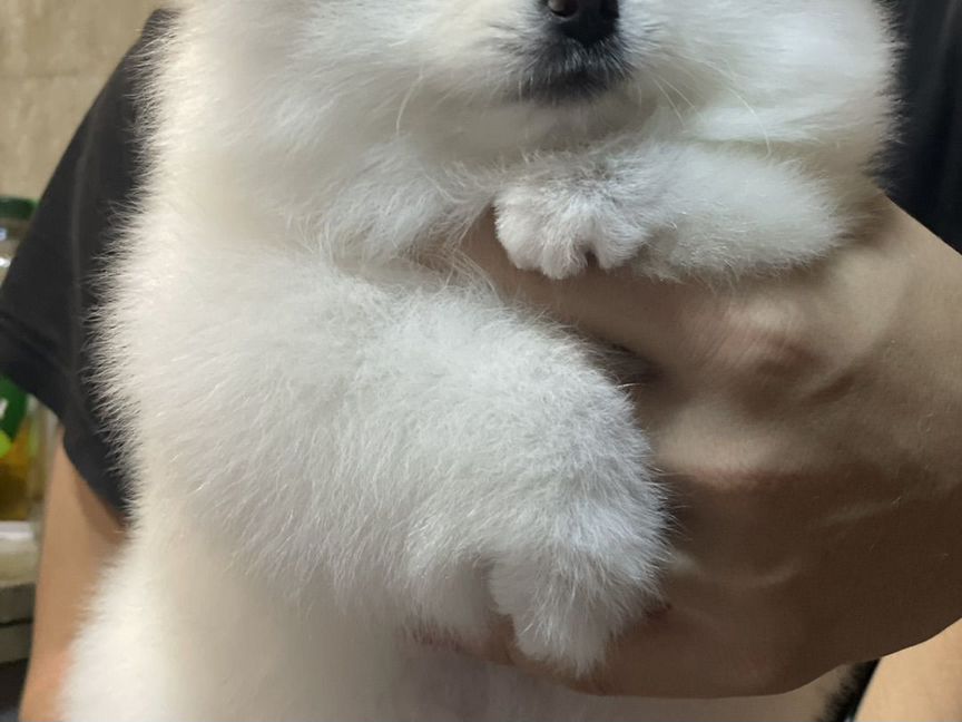 Померанский шпиц медвежьего типа, шпицедетки