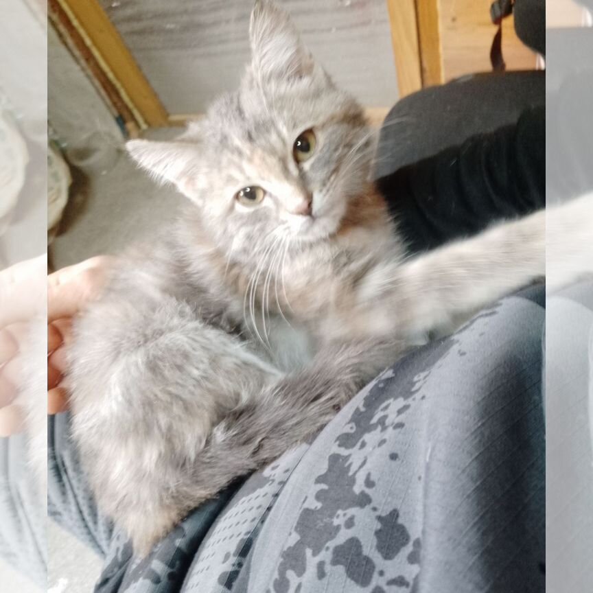 Котёнок в добрые руки