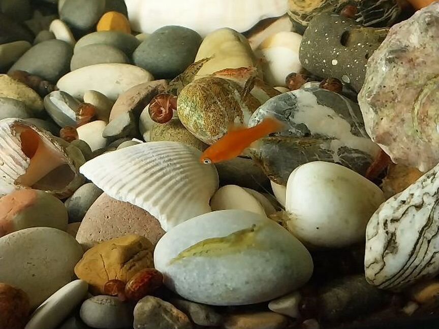 Рыба, креветки