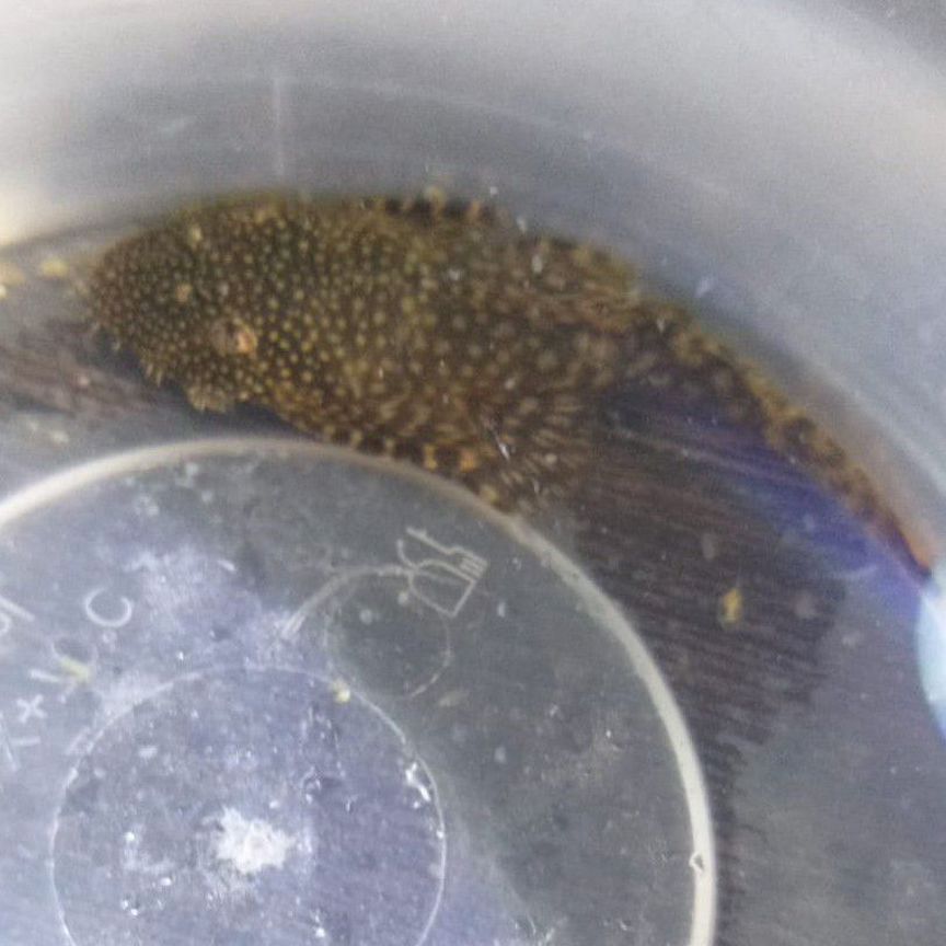 Сомик присоска