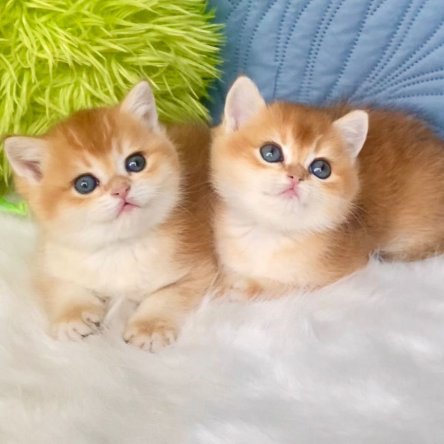 Британский короткошёрстный котёнок