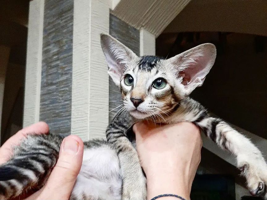 Ориентальный умняшка