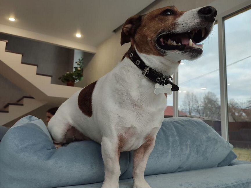 Вязка кобель джек рассел