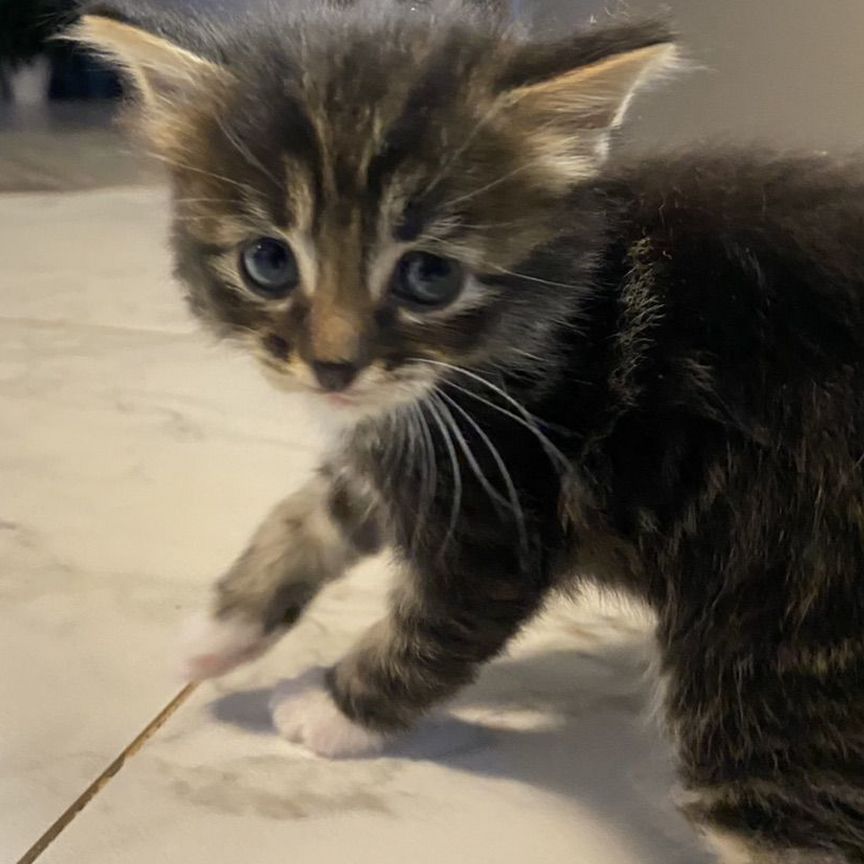 Котёнок в добрые руки