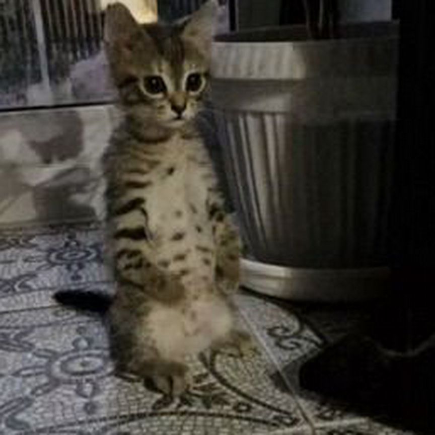 Кошка в добрые руки