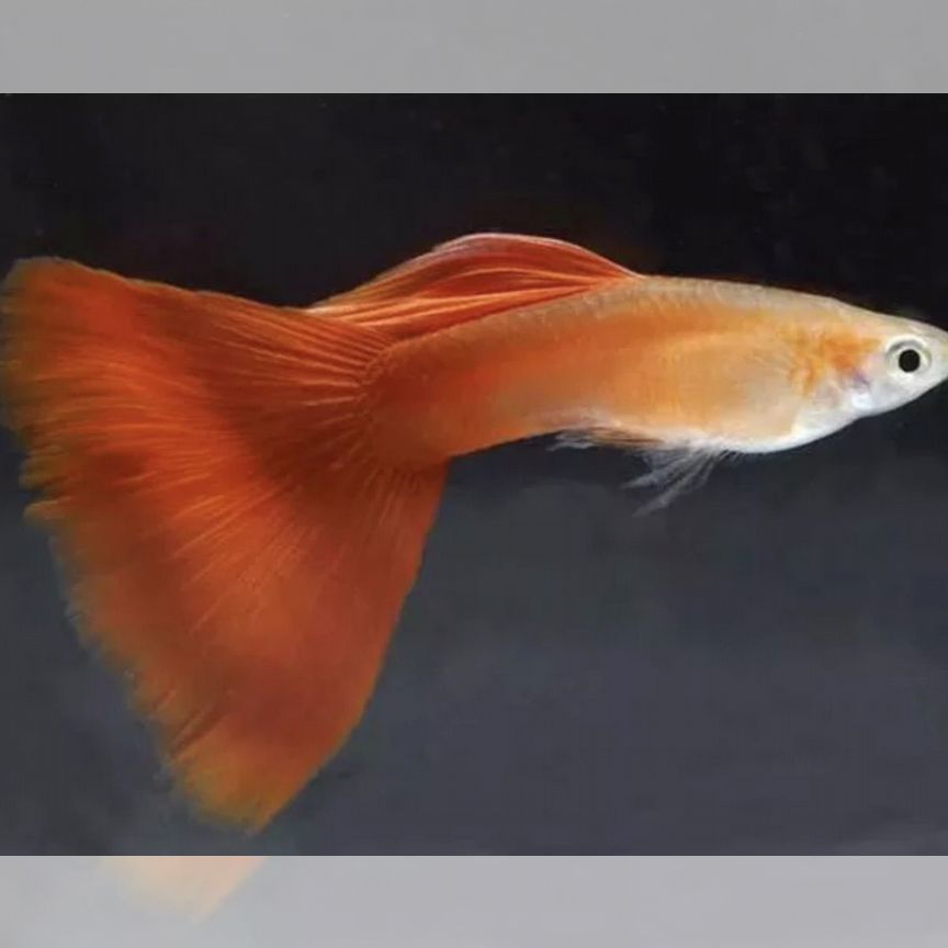 Мальки гуппи Красный Блондин