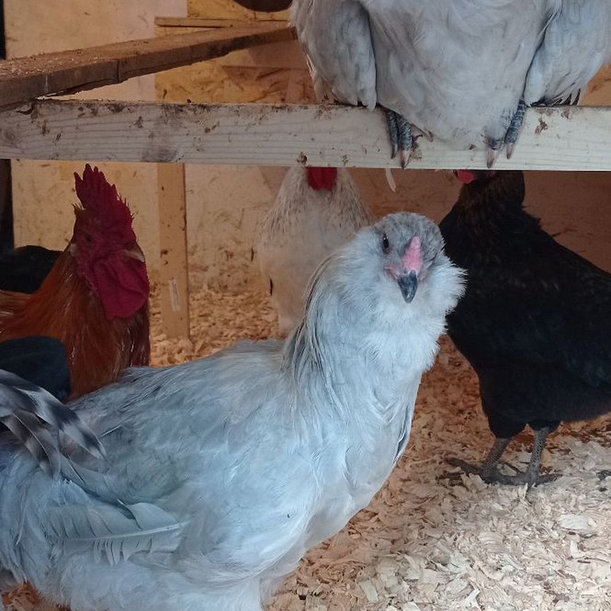 Петухи Амераукана