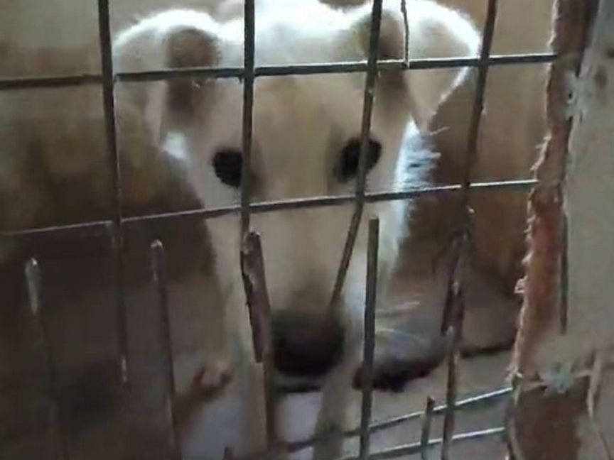 Пёсик Бим попал в беду