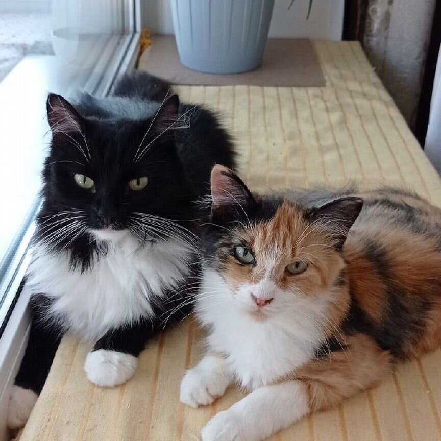 У кошек умерла хозяйка