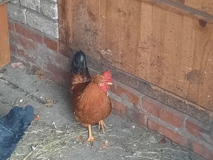 Молодые петухи