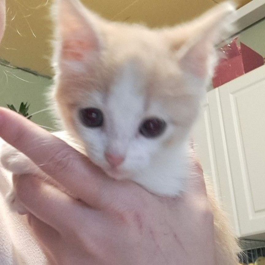 Котенок девочка 2.5 месяца