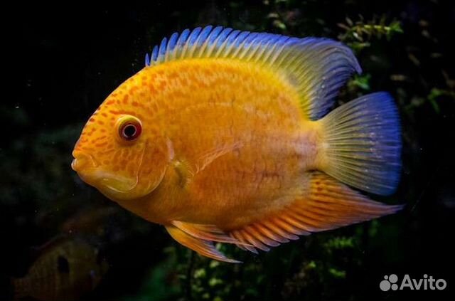 Рыба северум красноточечный