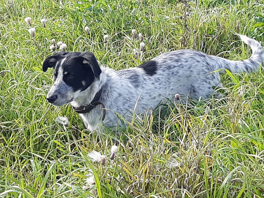 В заботливые руки умный щенок