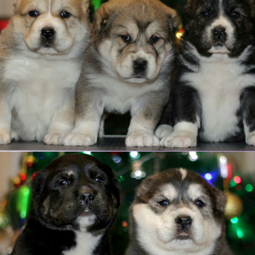 Среднеазиатская овчарка, щенок