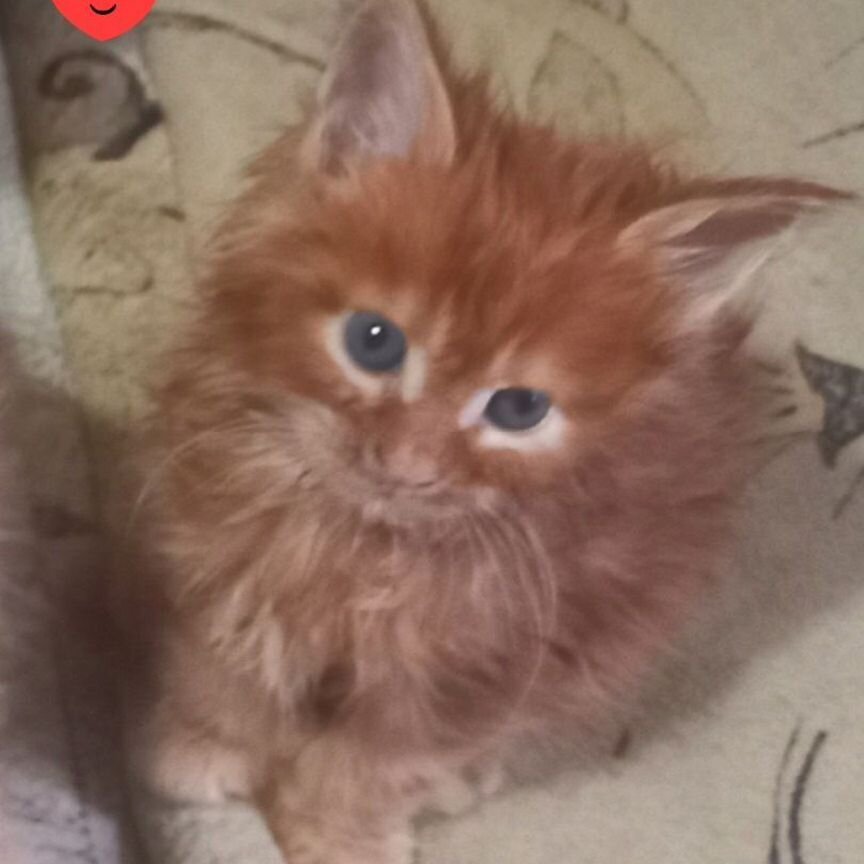 Мейн-кун полидакт кошечка