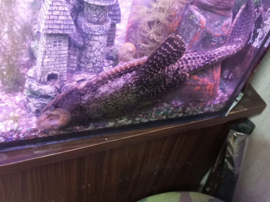 Аквариумные рыбки сом