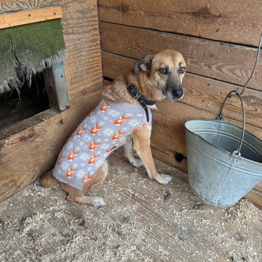 Бивис, нежный пес из приюта ищет дом