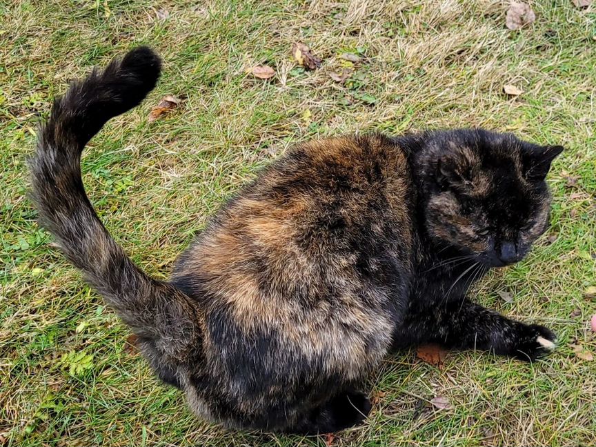 Шанель кошечка