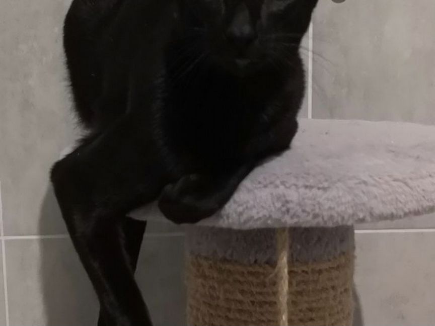 Ориентальная кошка