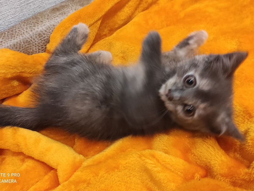 Котенок рыже серый девочка. В дар, бесплатно