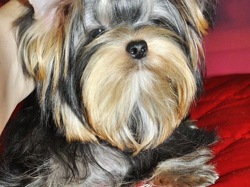 Йоркширский терьер девочка беби фейс