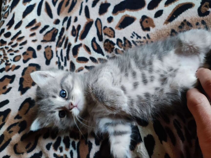 Кошки от руской голубой