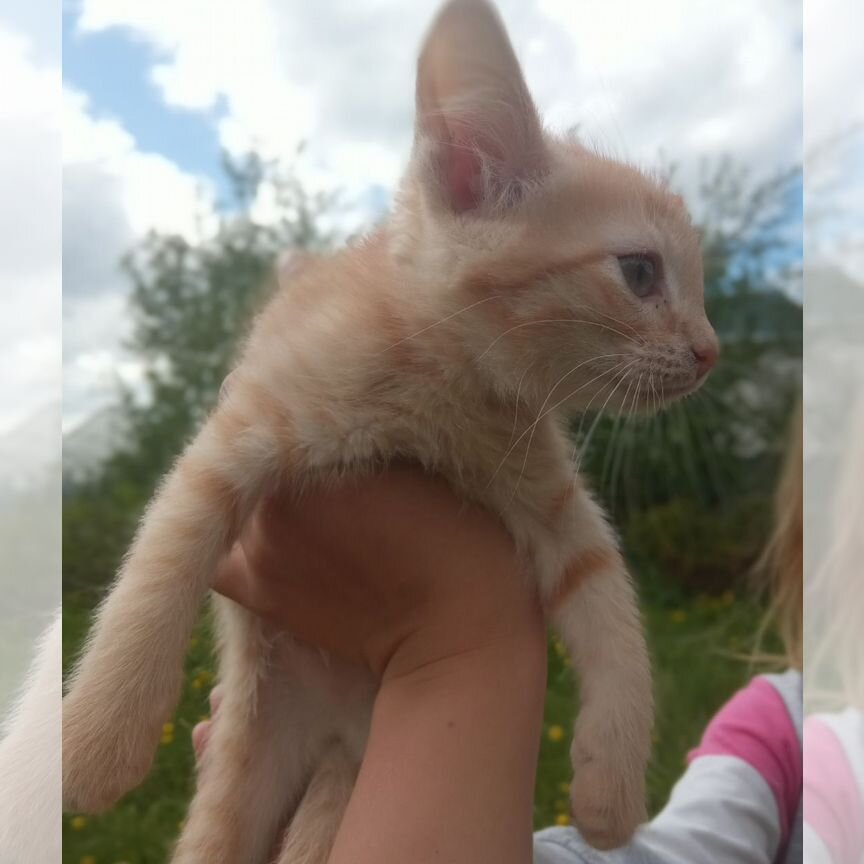 Котята