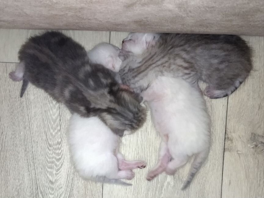 Котята породистые