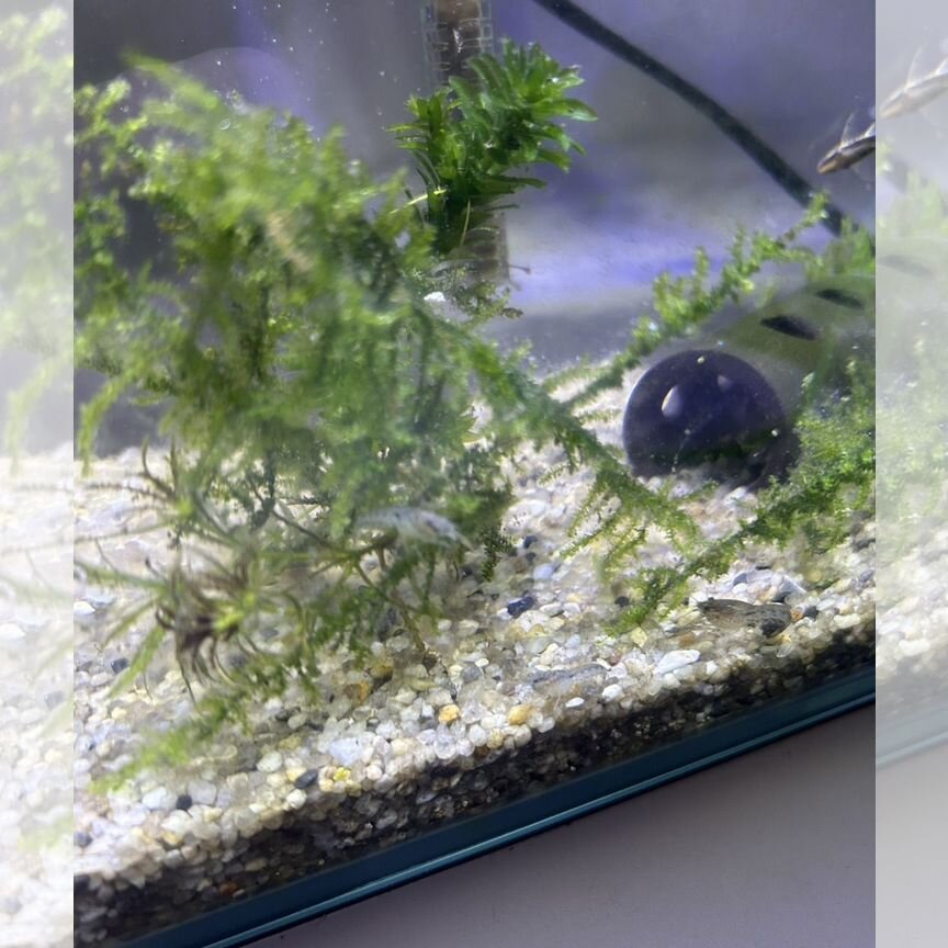 Мексиканский карликовый рак