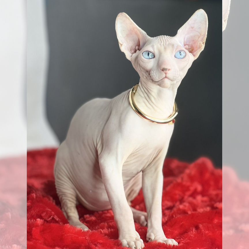 Канадский сфинкс котёнок