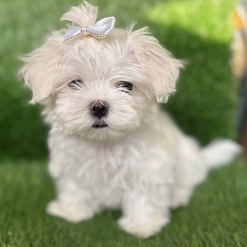 Мальтийская болонка, щенок