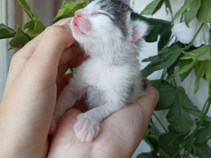 Нужно быстро пристроить котят кошка/кот/котёнок